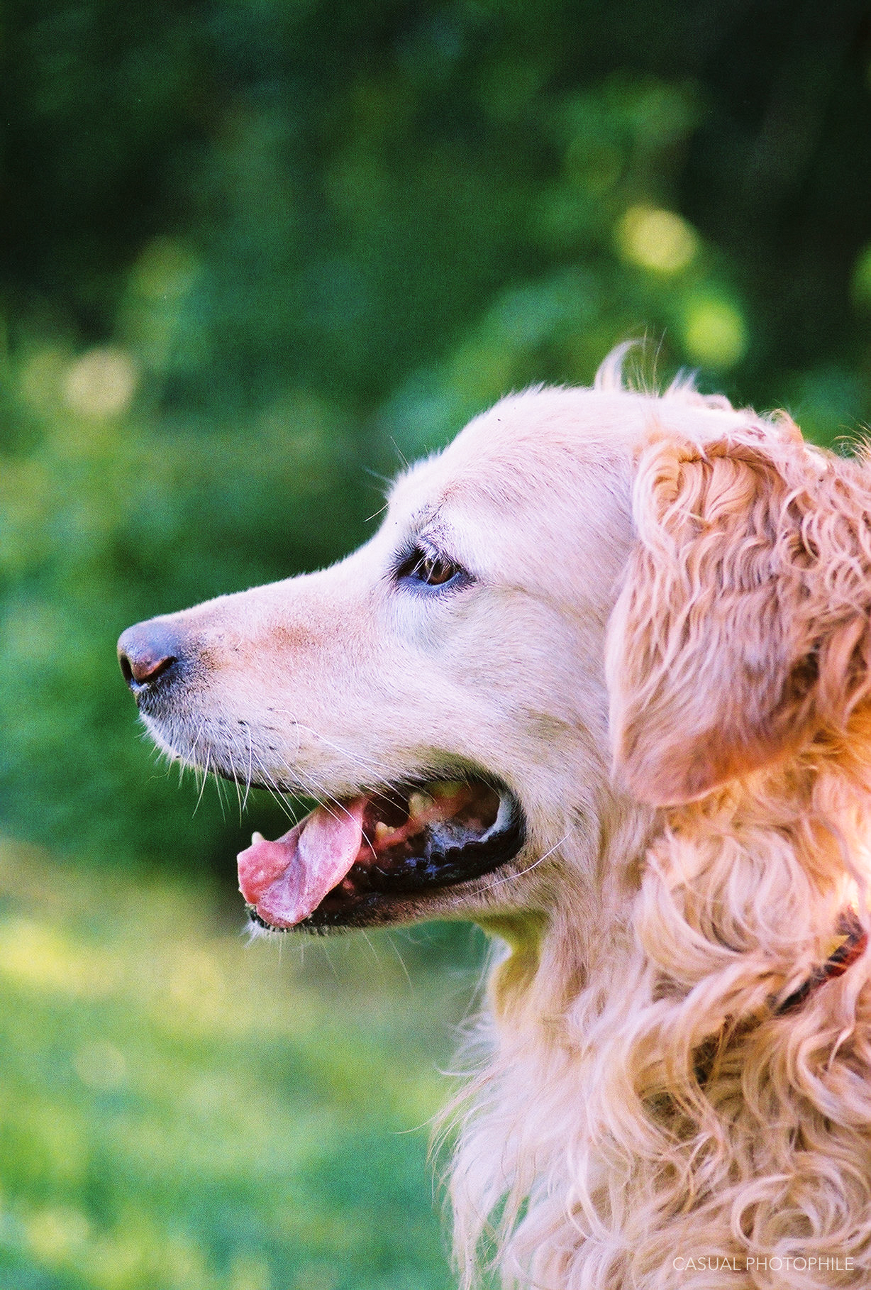 The Minolta a7 is the Perfect Film SLR for Shooters Who Want it All