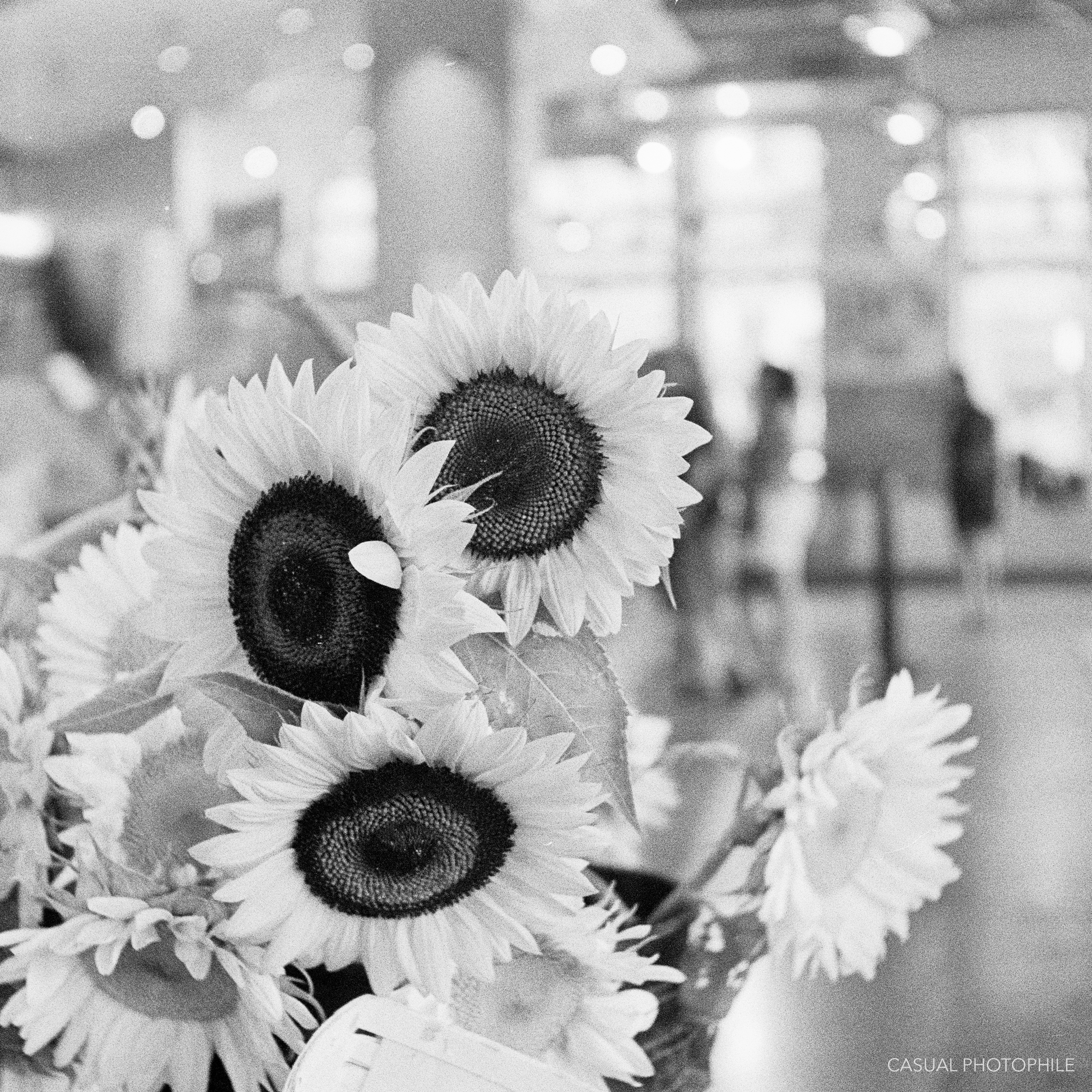 Robot Royal 24 Review - a Square Format 35mm Film Camera that Runs Like ...