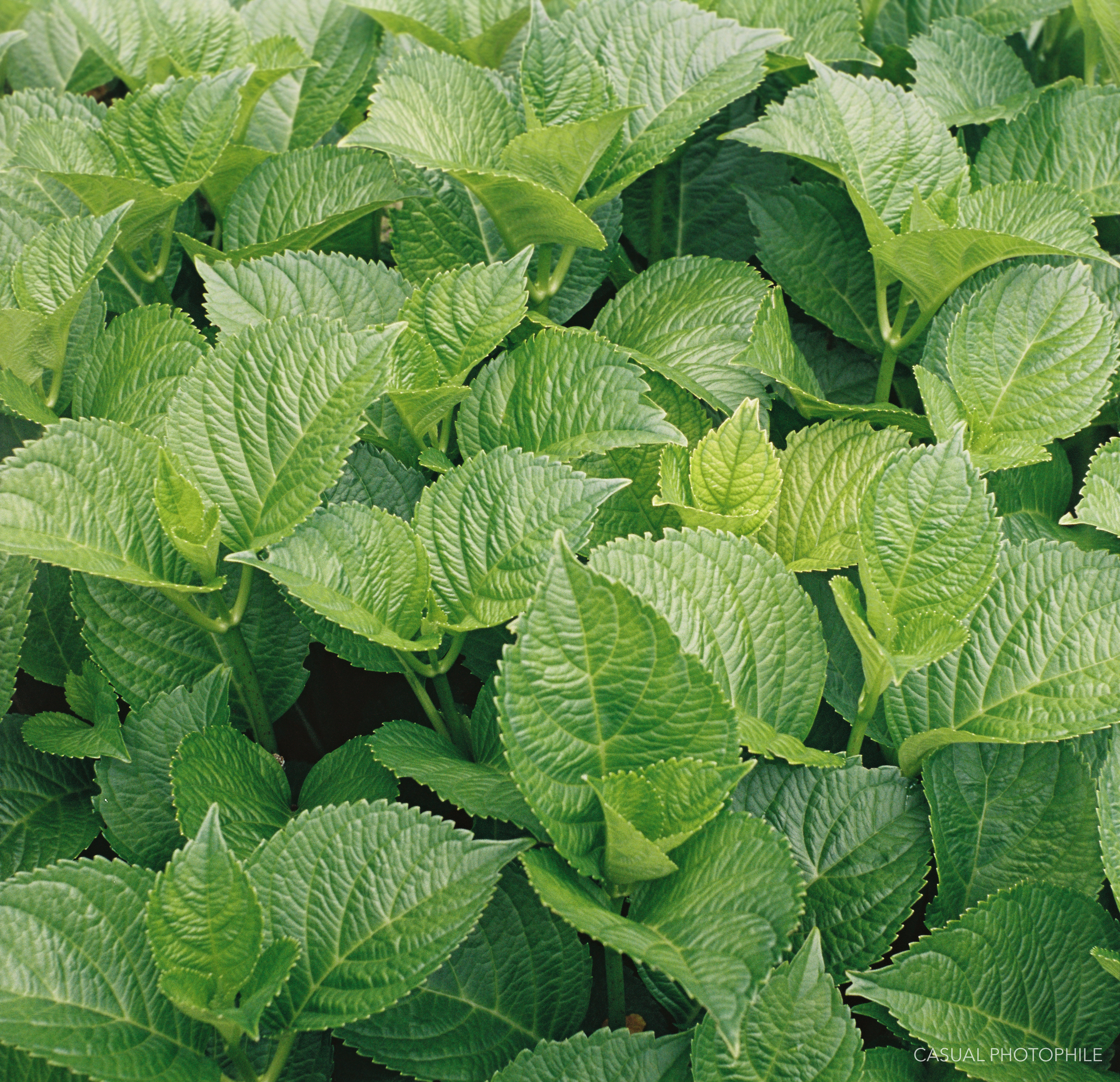 Robot Royal 24 Review - a Square Format 35mm Film Camera that Runs Like ...